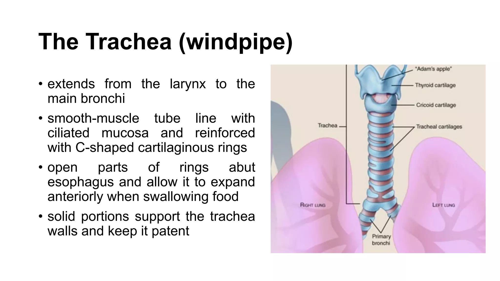 Respiratory System.pdf