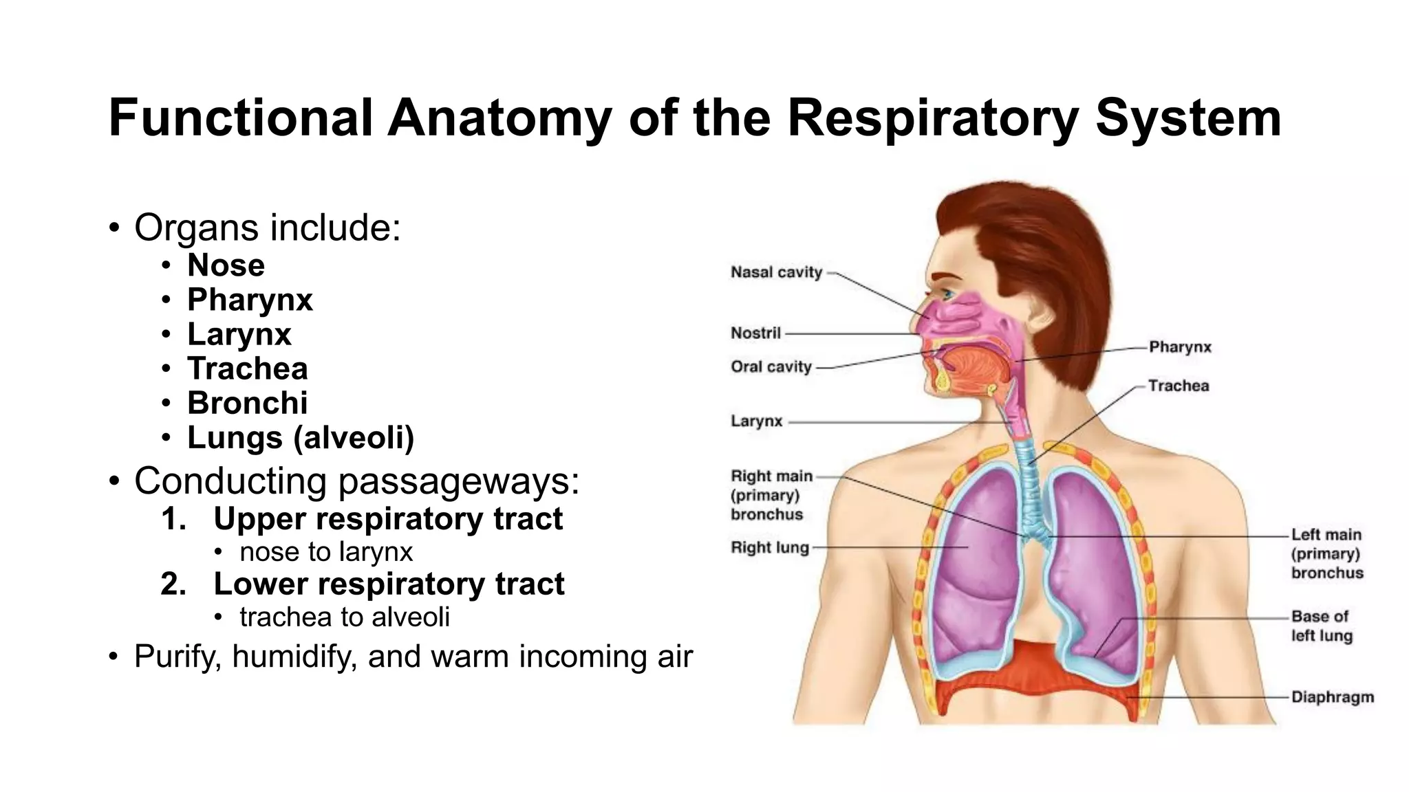 Respiratory System.pdf