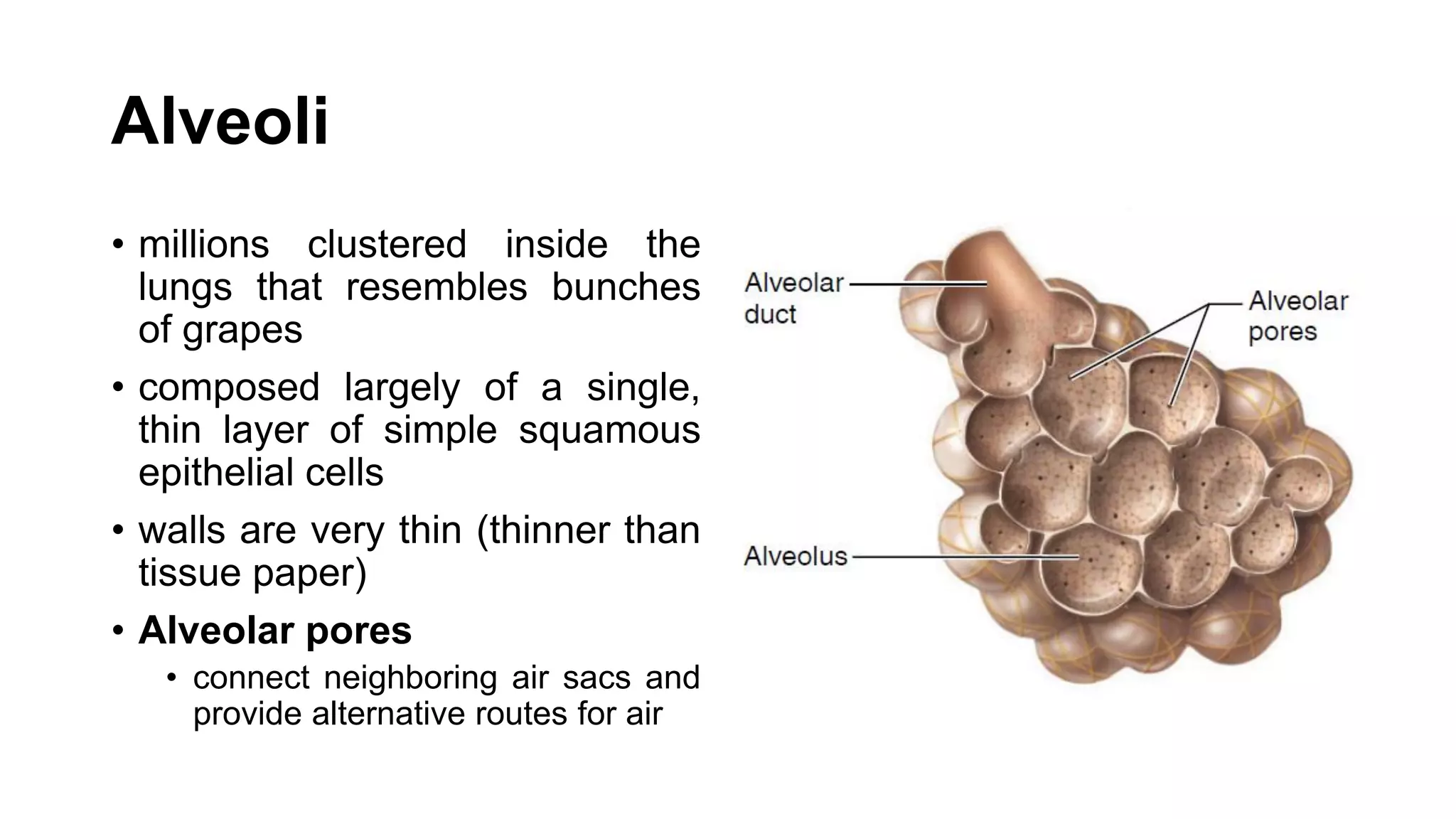 Respiratory System.pdf
