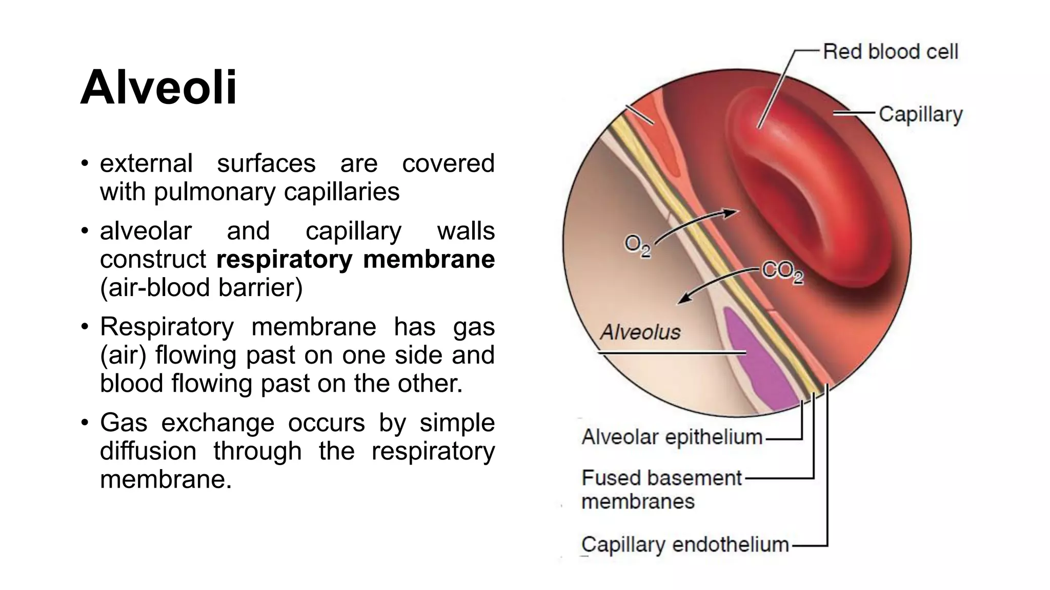 Respiratory System.pdf