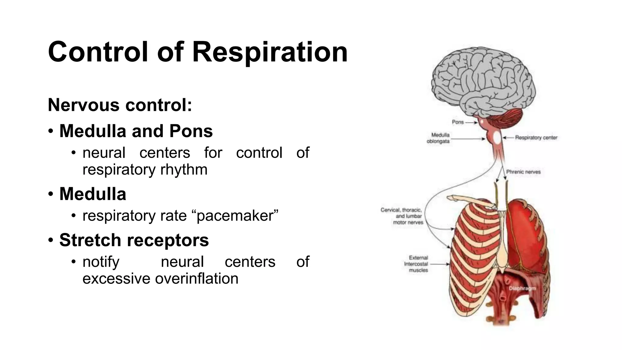 Respiratory System.pdf