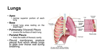 Respiratory System.pdf