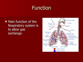 Respiratory system.pdf