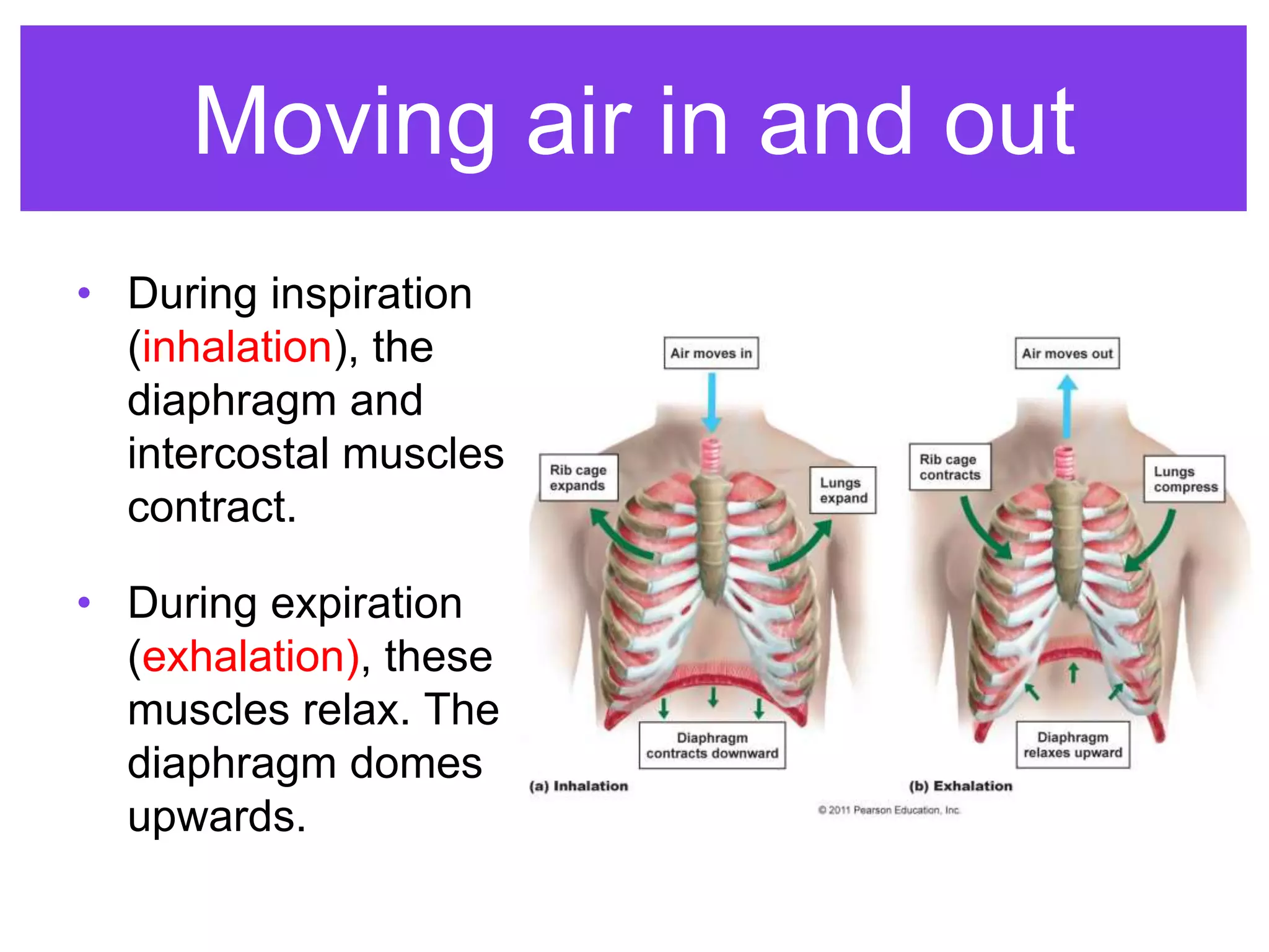 respiratory_system.ppt