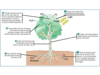 respiratory_system.ppt