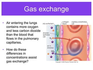 respiratory_system.ppt