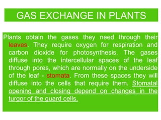 respiratory_system.ppt