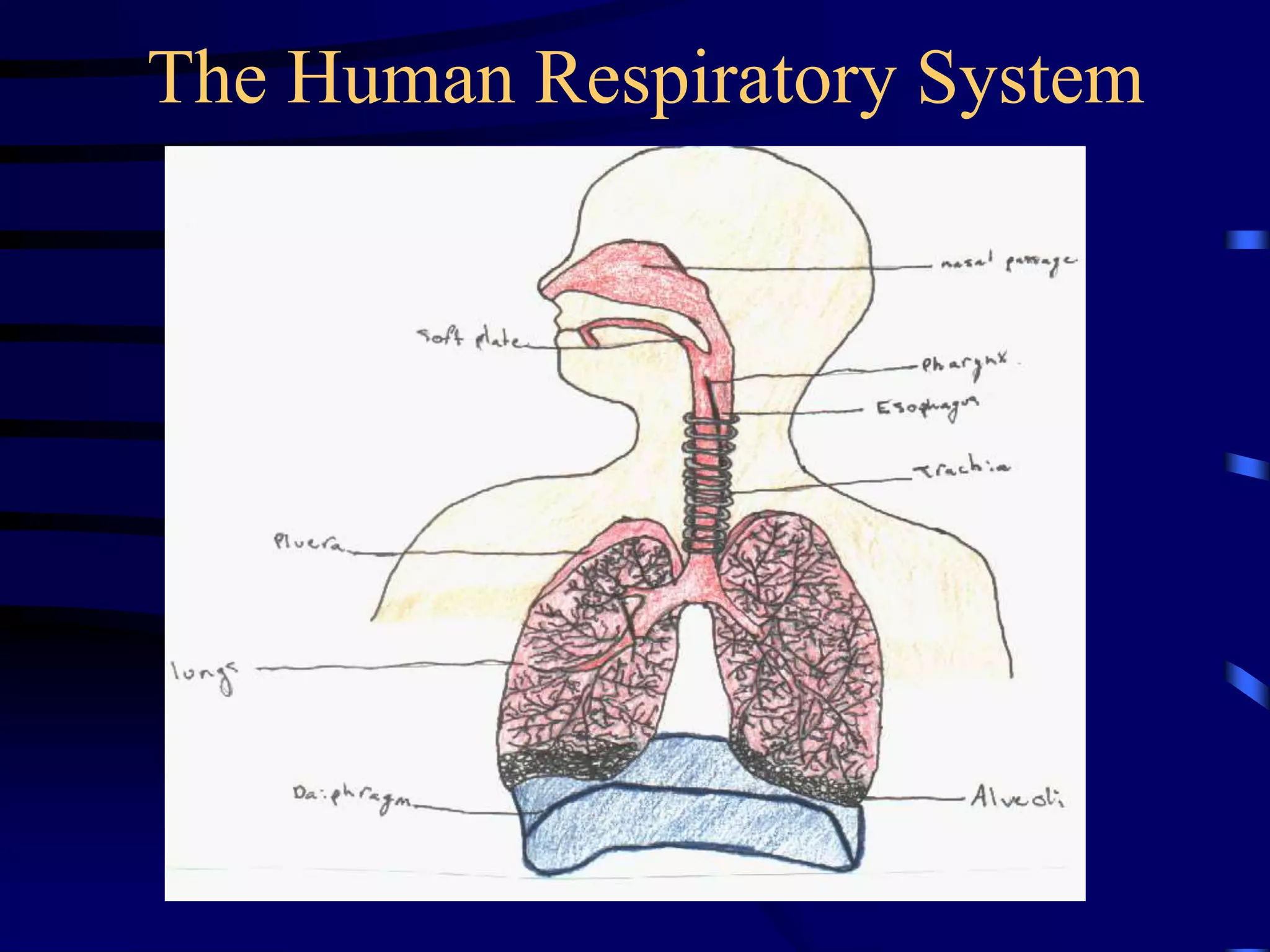 respiratory_system.ppt