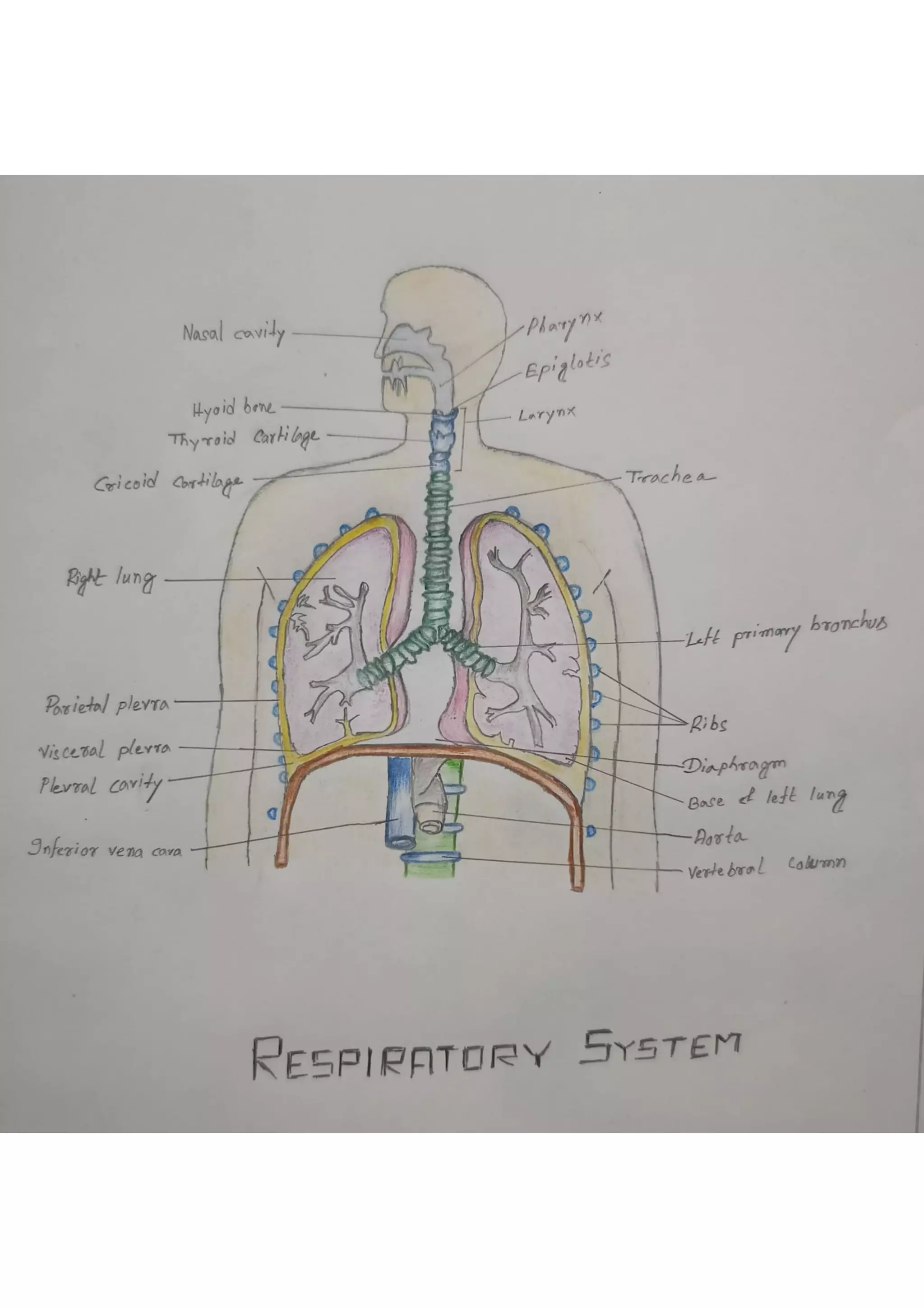 Respiratory System Pdf
