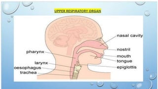RESPIRATORY SYSTEM.pptx