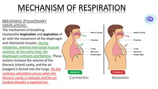 Respiratory System Shaikh Sameer Pharm D I year.pdf