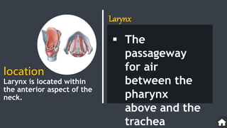 Respiratory System.pptx