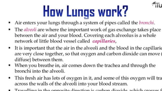 respiratory system.pdf