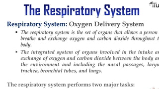 respiratory system.pdf