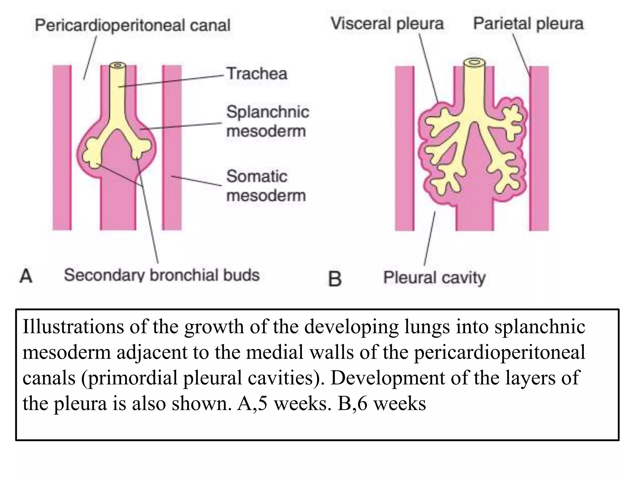 respiratory system.pptx