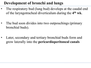 respiratory system.pptx