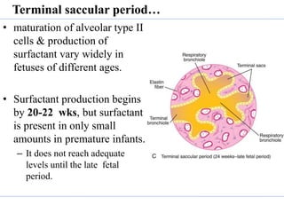 respiratory system.pptx