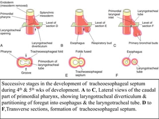 respiratory system.pptx