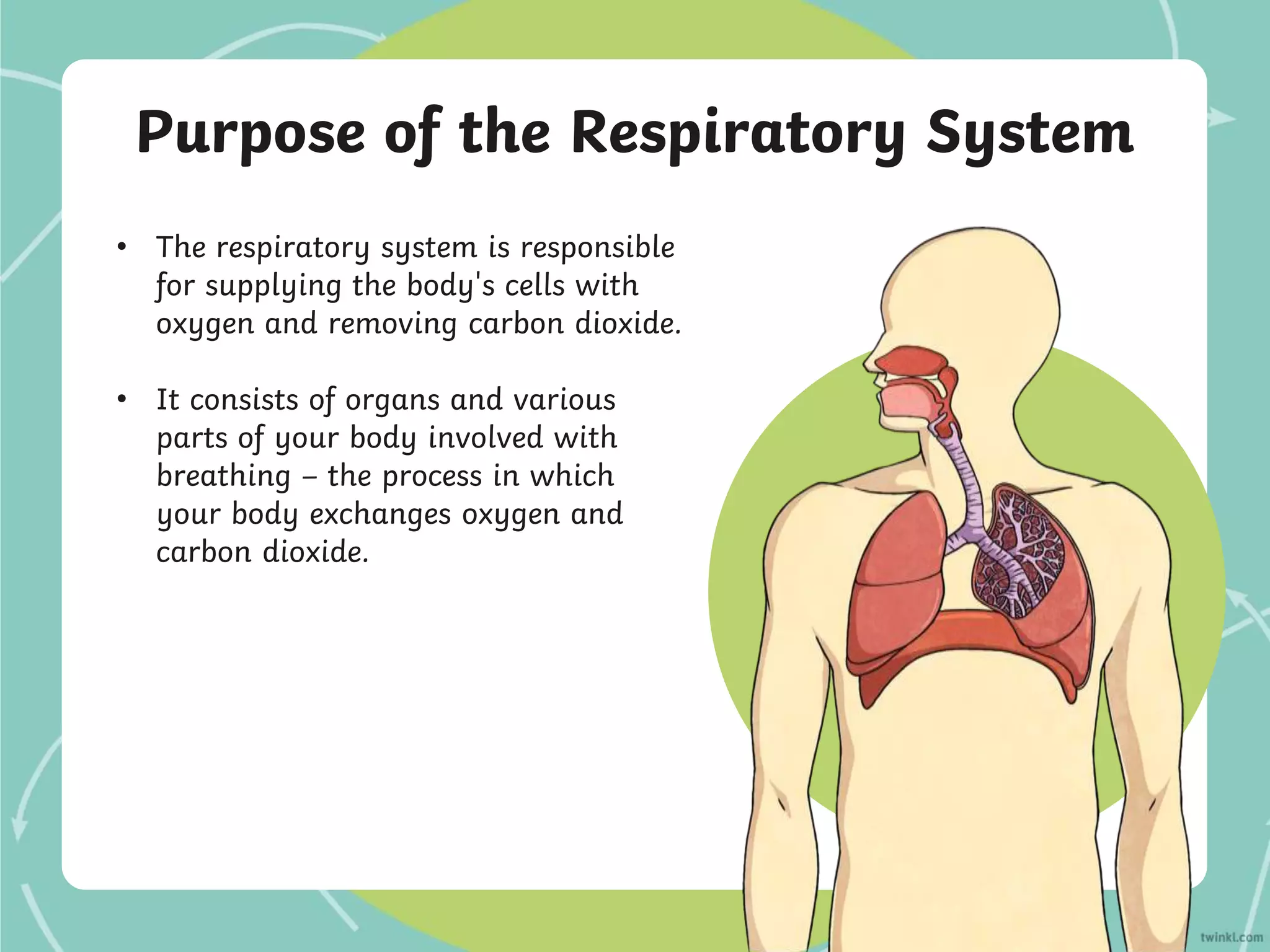 Respiratory System.pptx
