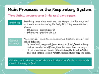Respiratory System.pptx