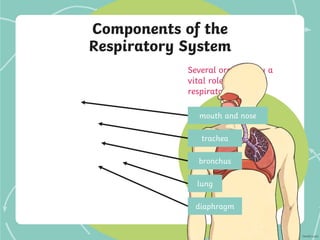 Respiratory System.pptx