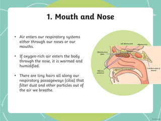 Respiratory System.pptx