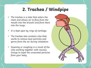 Respiratory System.pptx