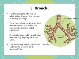 Respiratory System.pptx