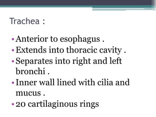 Respiratory System.pptx