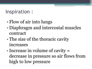 Respiratory System.pptx