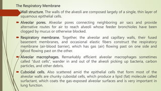 RESPIRATORY SYSTEM.pptx