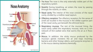 RESPIRATORY SYSTEM.pptx