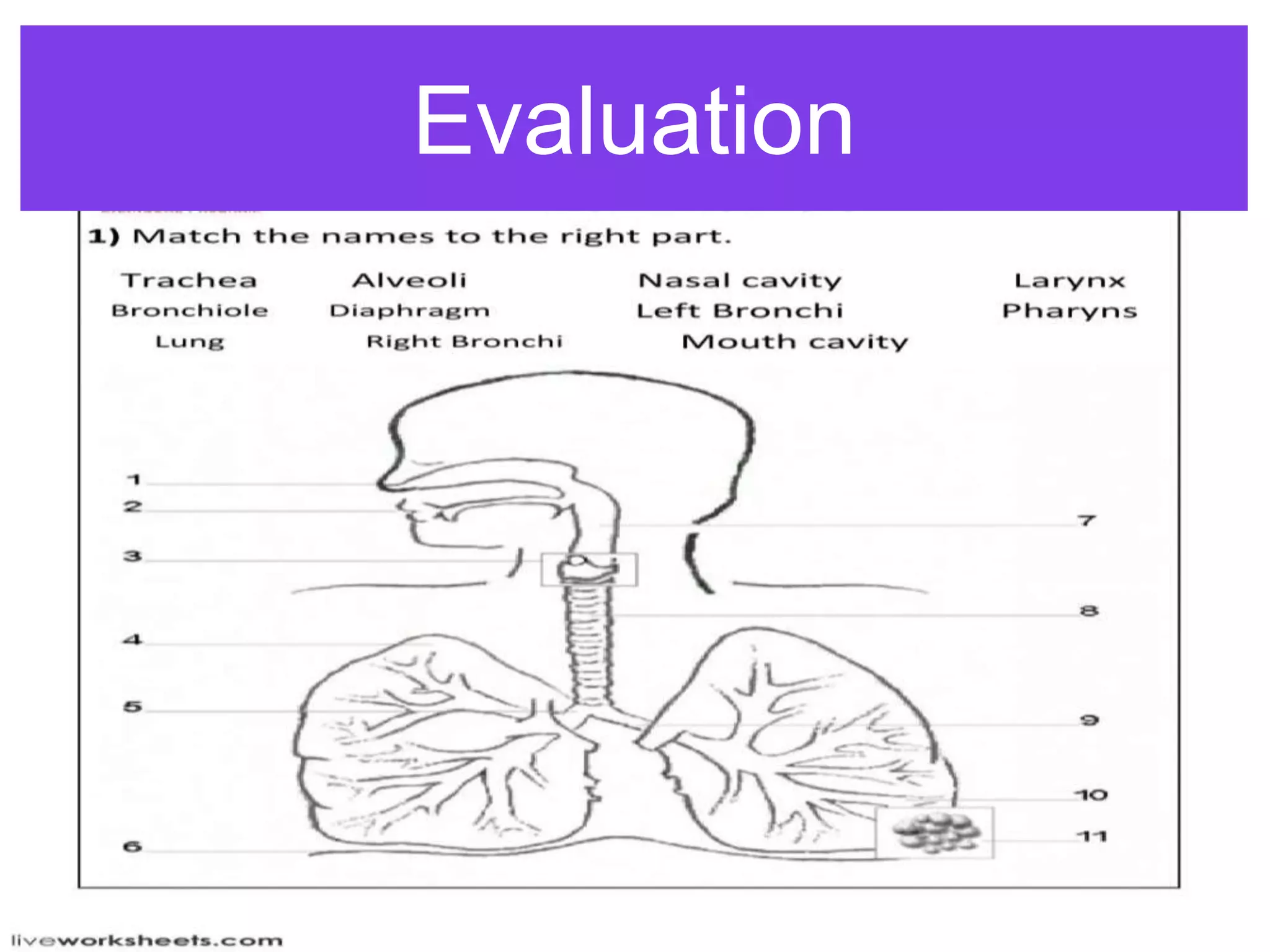 respiratory_system.ppt