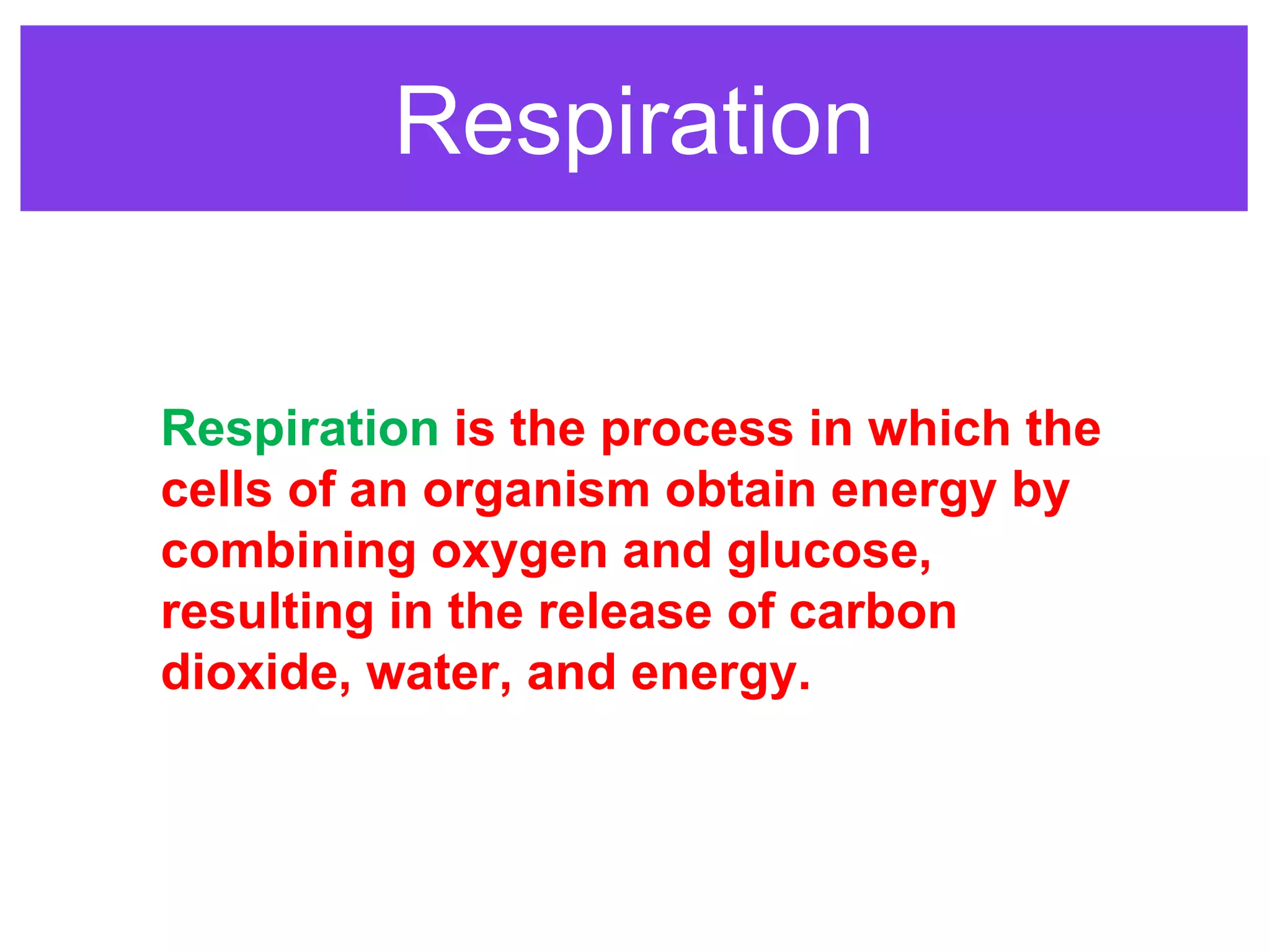 respiratory_system.ppt