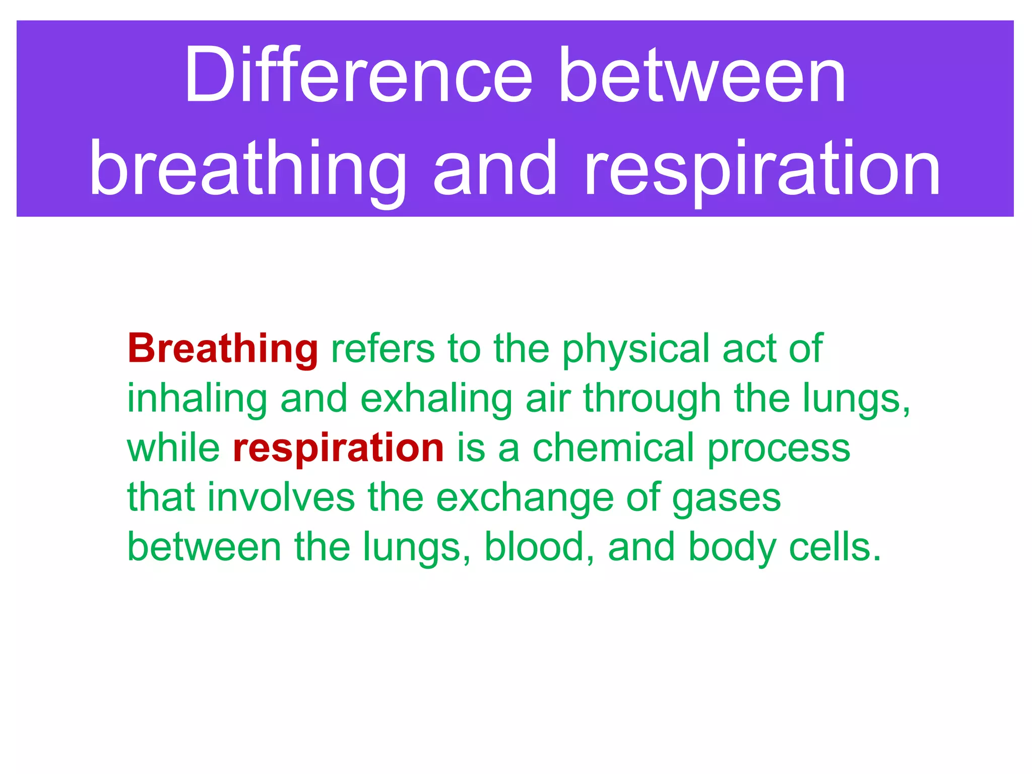 respiratory_system.ppt