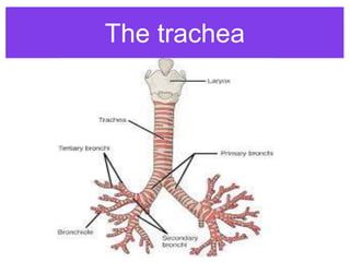 respiratory_system.ppt