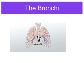 respiratory_system.ppt