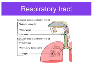 respiratory_system.ppt