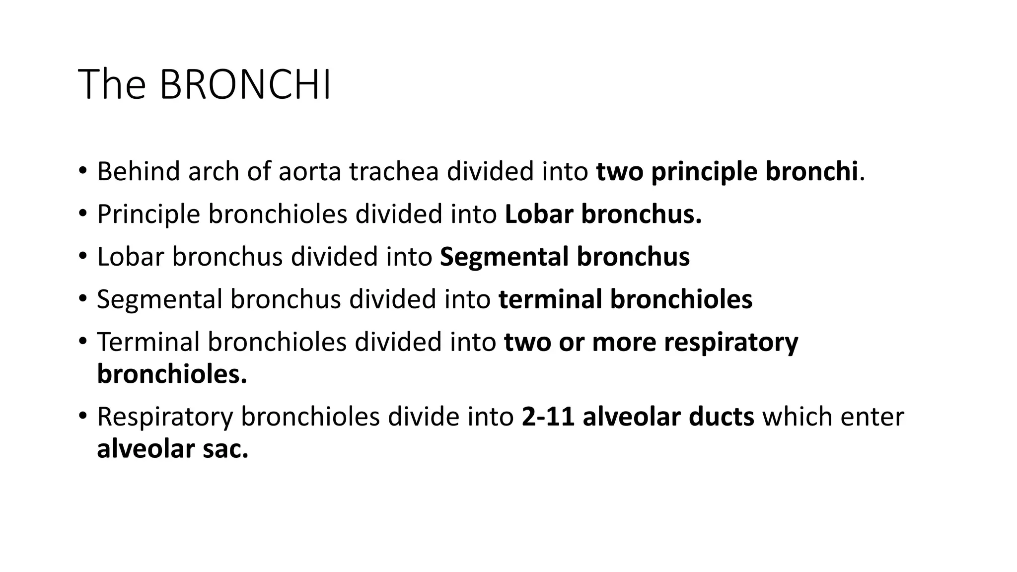 respiratory system.pptx