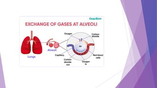 Respiratory system.pptx