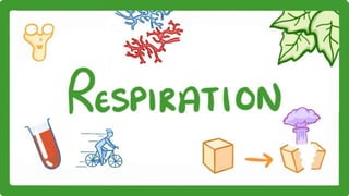 Respiratory system.pptx