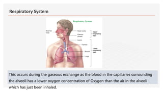 Respiratory System.pptx