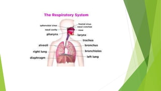 respiratory system.pptx