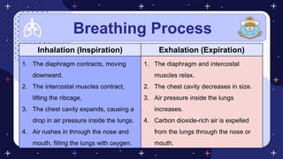 Respiratory System.pptx
