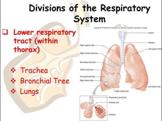 respiratory system.pptx