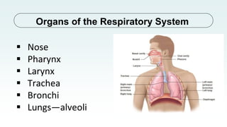 RESPIRATORY SYSTEM.pptx