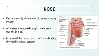 RESPIRATORY SYSTEM.pptx