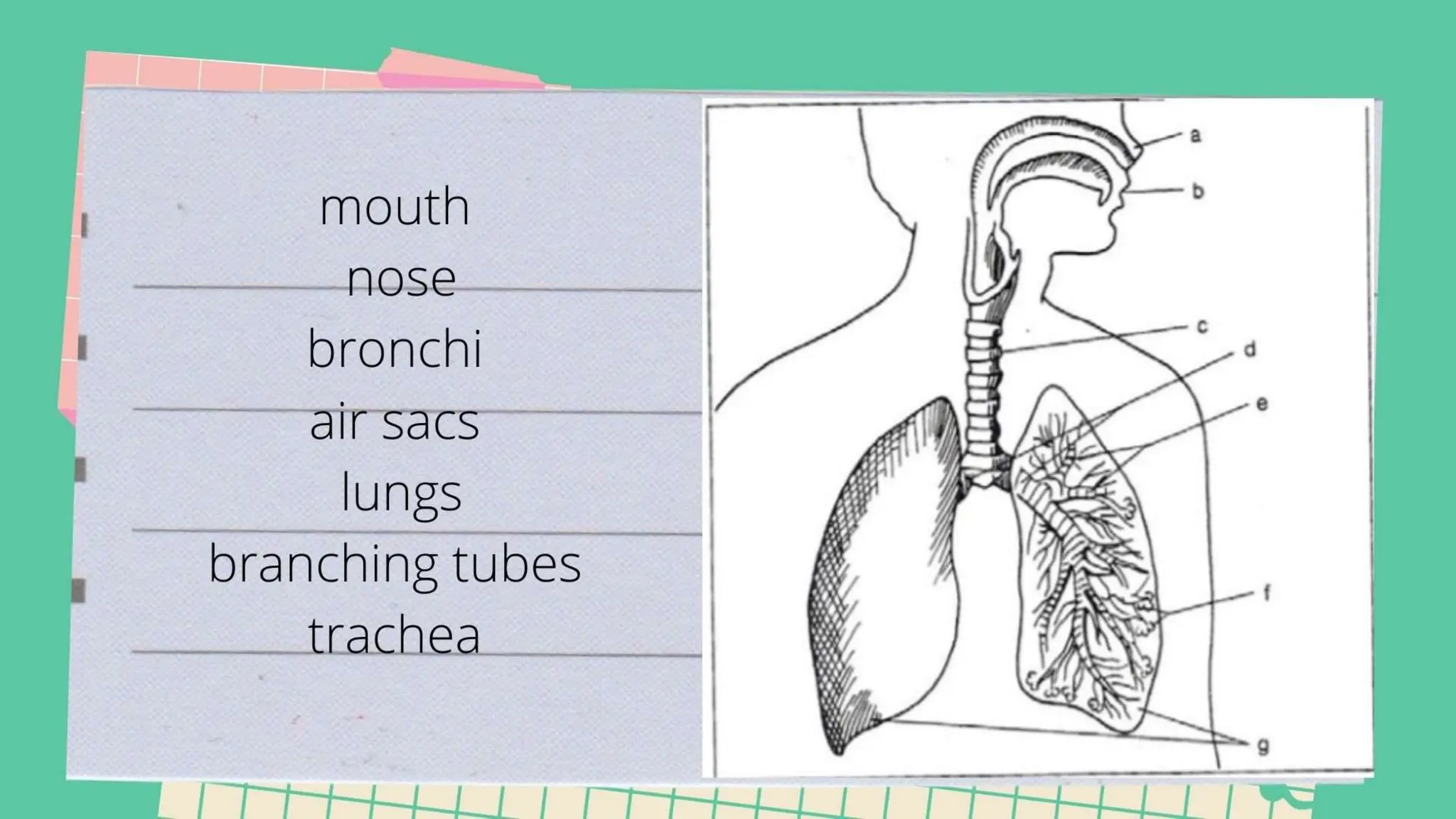 respiratory system parts and their functions | PPTX