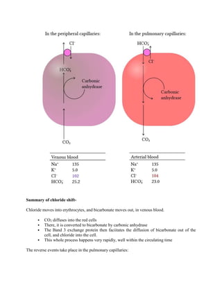(Human Physiology) Respiratory System.docx