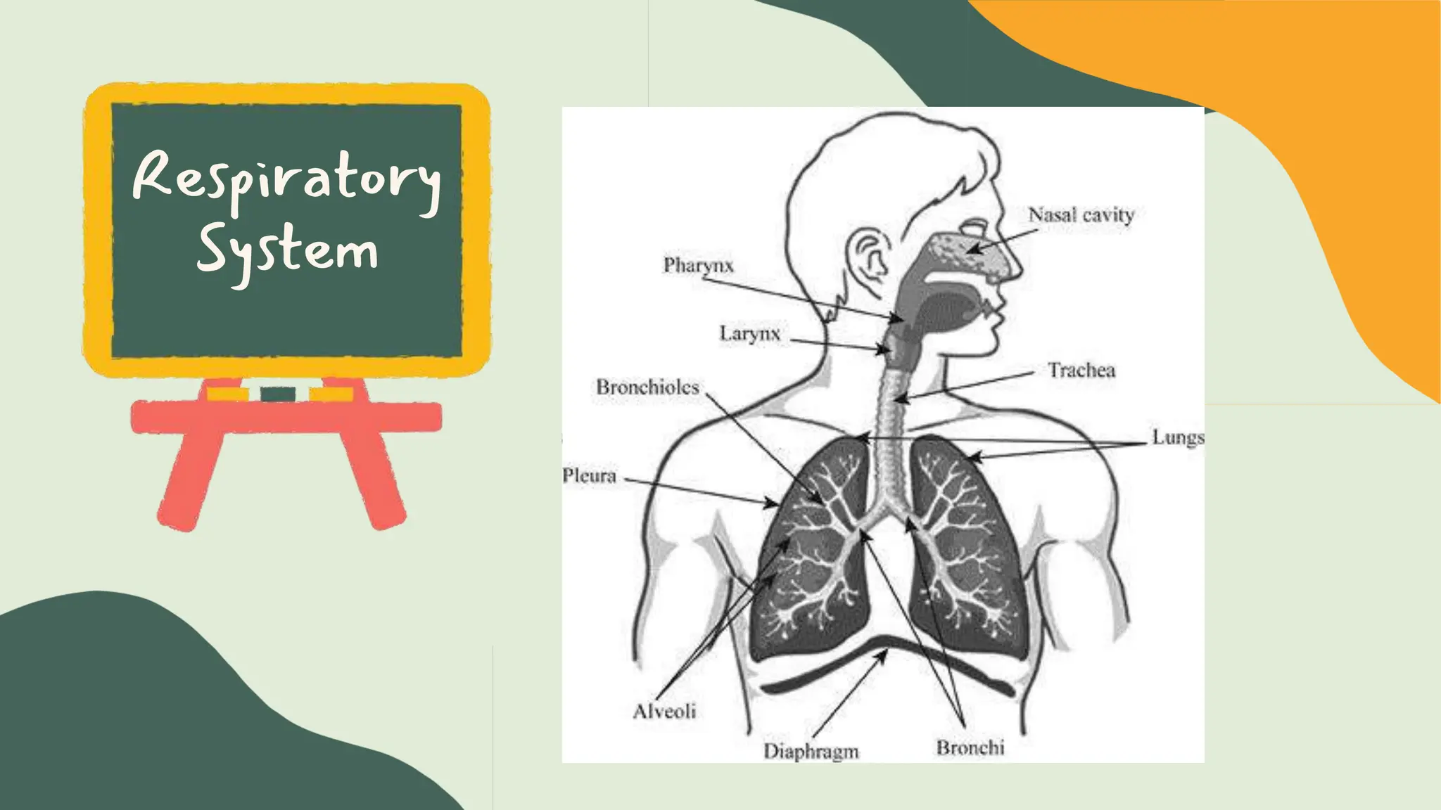 Grade 9 Respiratory and Circulatory System.pptx